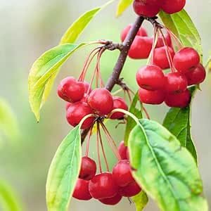 Amazon.com : Roselow Crabapple Plant Live for Planting 6 to 10 Inch Tall, Crabapple Bush Live ...