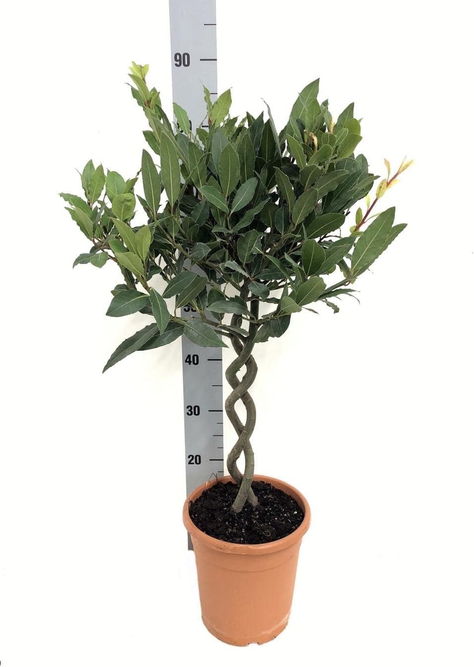 Laurus nobilis | Double Spiral Stem Bay Tree | 80-90cm : Amazon.co.uk ...