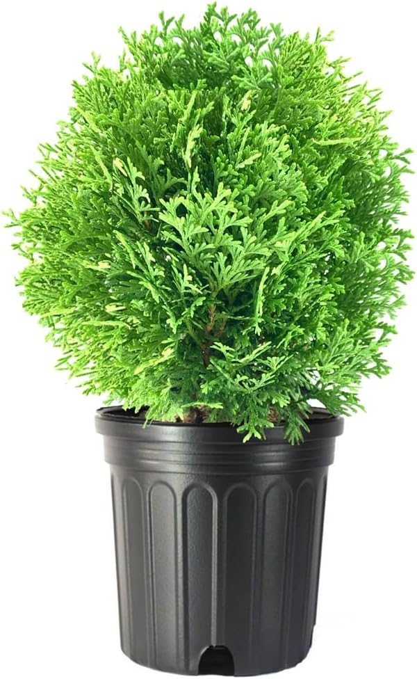 Amazon.com : Little Giant Arborvitae | 1 Live Gallon Size Plant | Dwarf ...