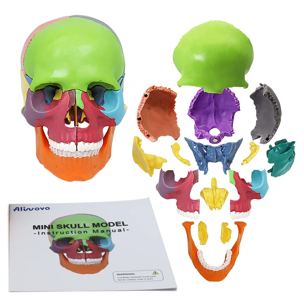 Snapklik.com : Anatomy Skull Model Aliwovo Human Anatomical Skull 15 ...