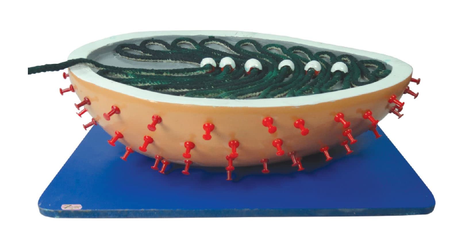 ZX | Rabies Virus Model | 6 features model | Cell Model : Amazon.in ...