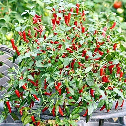 Chilli Apache – Die 15 besten Produkte im Vergleich & Angebote ...