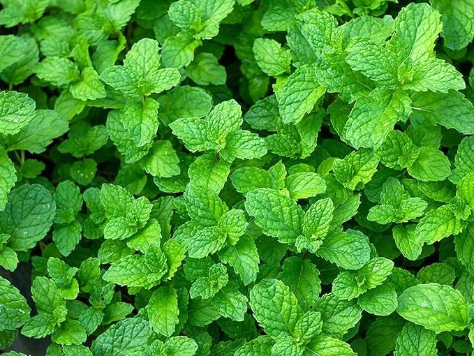 Bagaan Live Melissa Mint Plant in Black Plastic Pot, Fresh Organic Mint ...