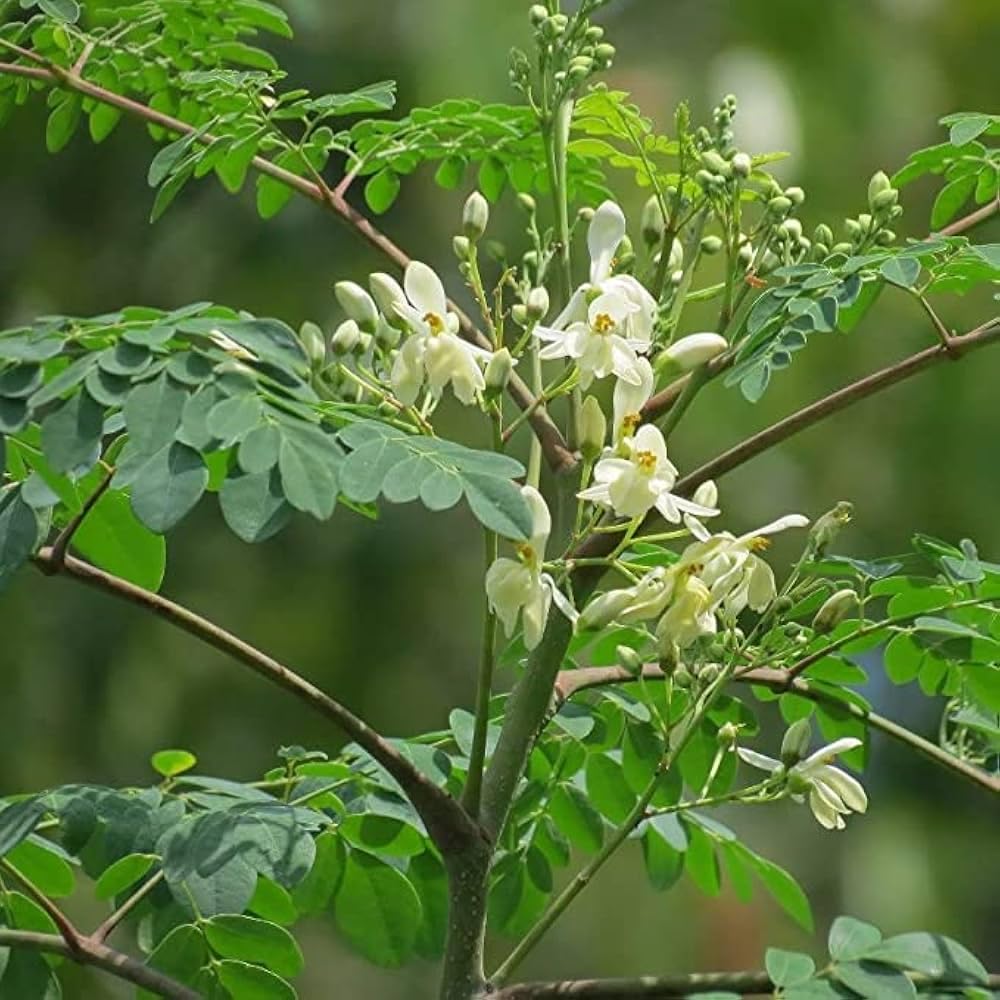 Moringa plants for home garden, Moringa, Drumstick, Sahjan 1 live plant ...