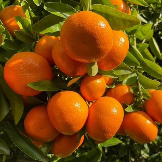 Amazon.com : Mandarin Tree, Ponkan Mandarin Tree, Fruit Mandarin Tree 2 ...