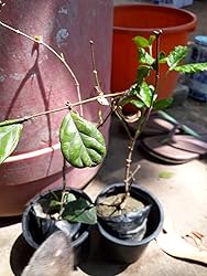 Bhajanlal Greenery Garden Arabian Jasmine or Chameli/motiya (Bela) or ...