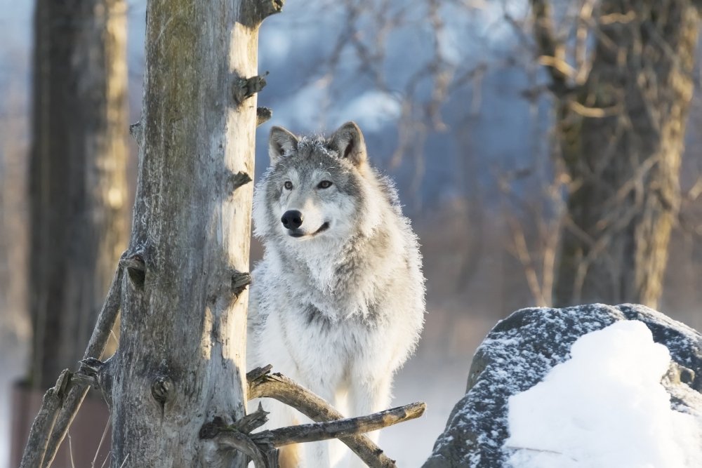 Female Gray Wolf