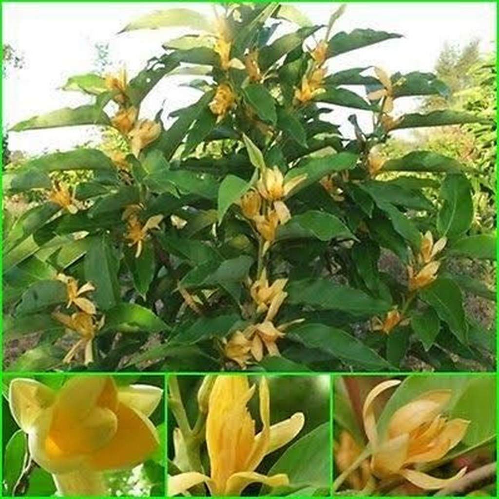 Creative Farmer Live Exotic Flowering Plant Michelia Champaca Rare And ...