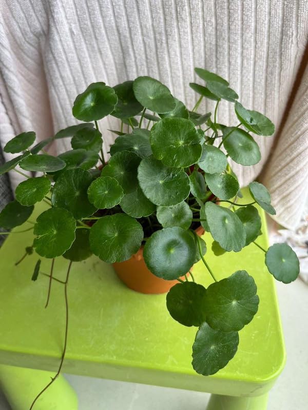 chinese coin plant For Farming Pack Of 1 : Amazon.in: Garden & Outdoors