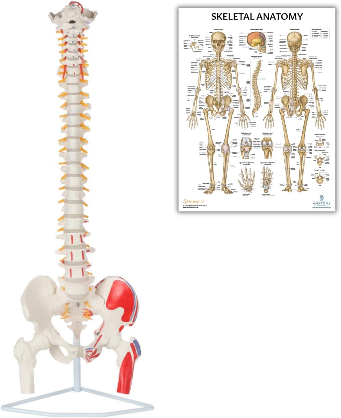 Amazon.com: Anatomy Warehouse Painted Flexible Vertebral Column with ...