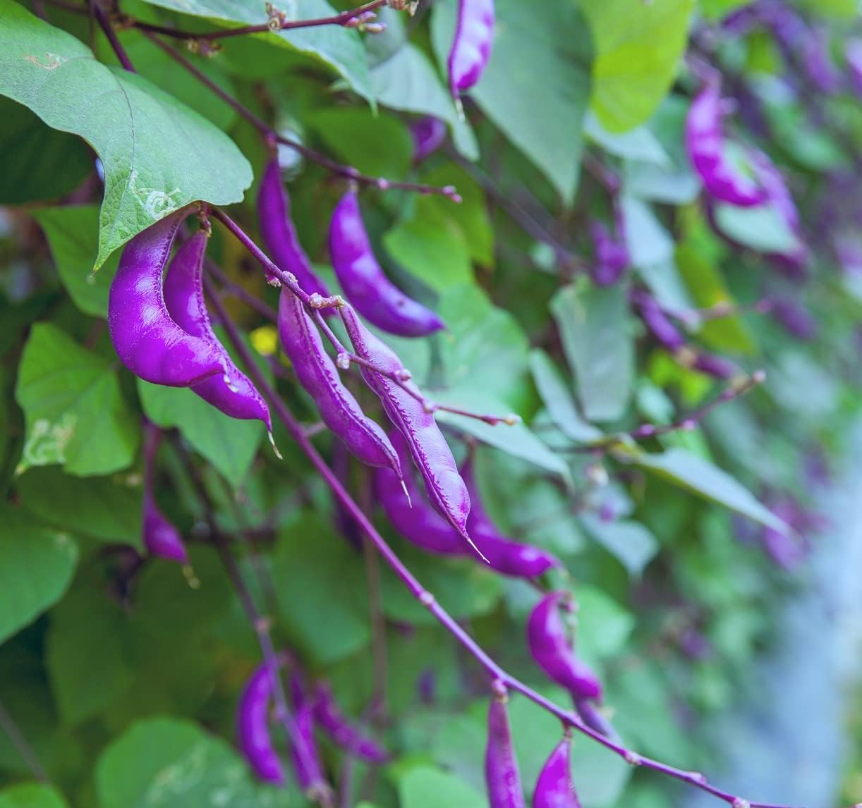 Amazon.com : Garden Plant Seed Purple Moon Hyacinth Bean Seeds (Pole ...
