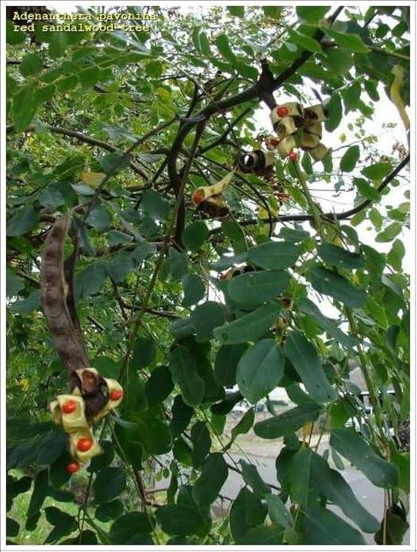Red Chandan Tree Seeds - Online Seeds | Pack of 13 : Amazon.in: Garden ...