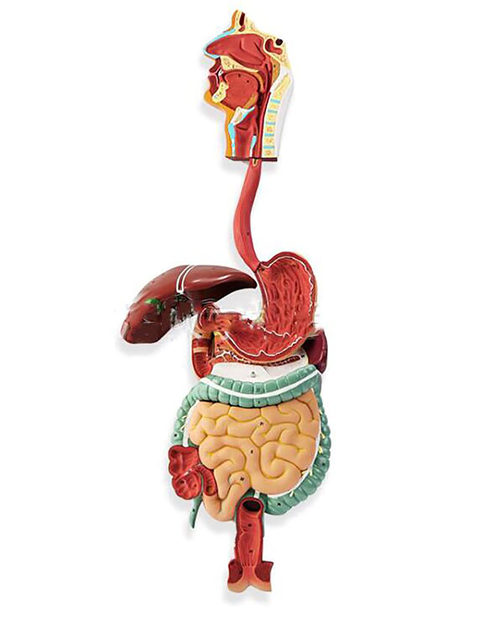 Buy Life Size Human Digestive System Model Esophagus trointestinal Road ...