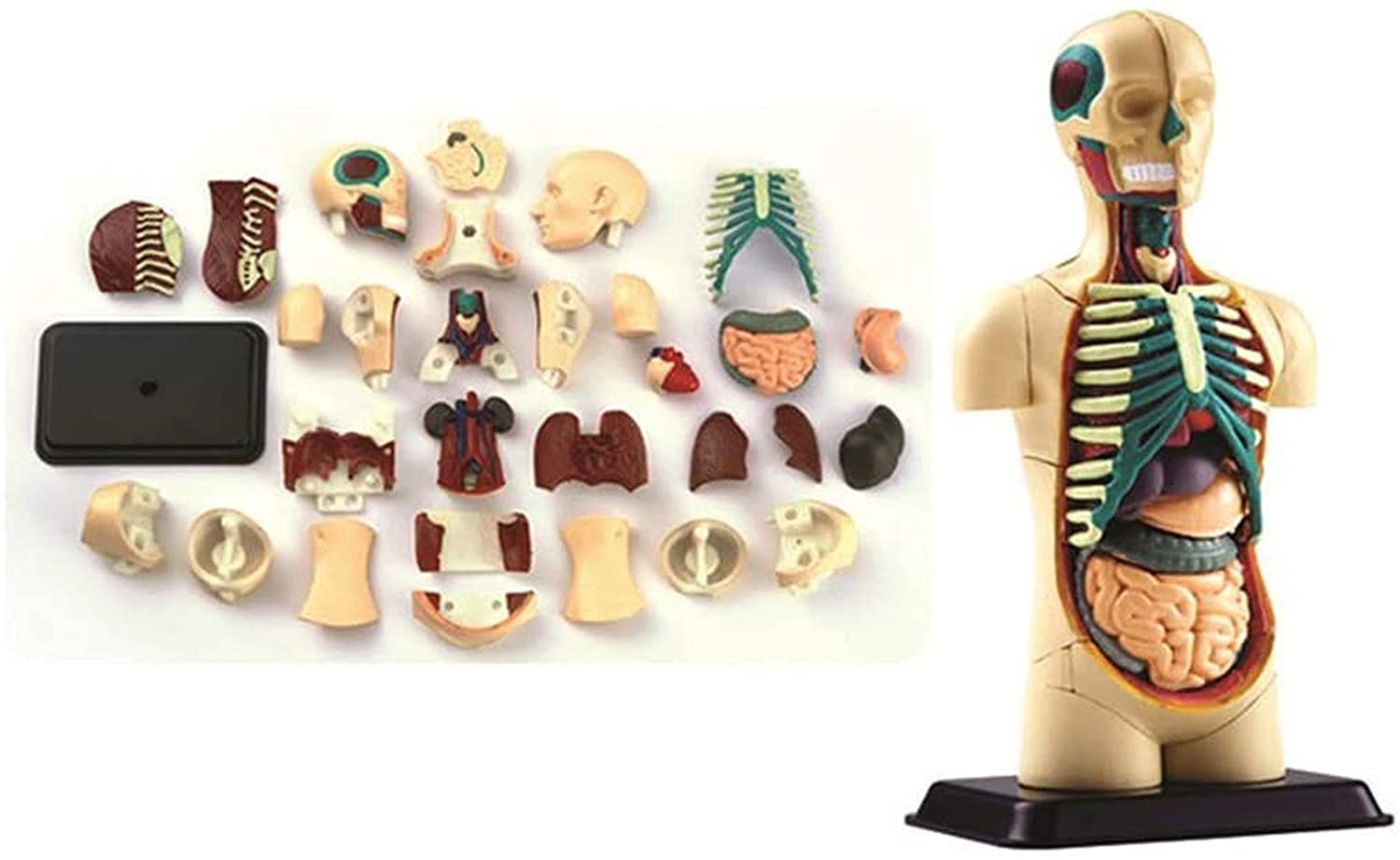 Buy JUNZHEN Anatomy Model, Human Torso Body Anatomy Model Human Body ...