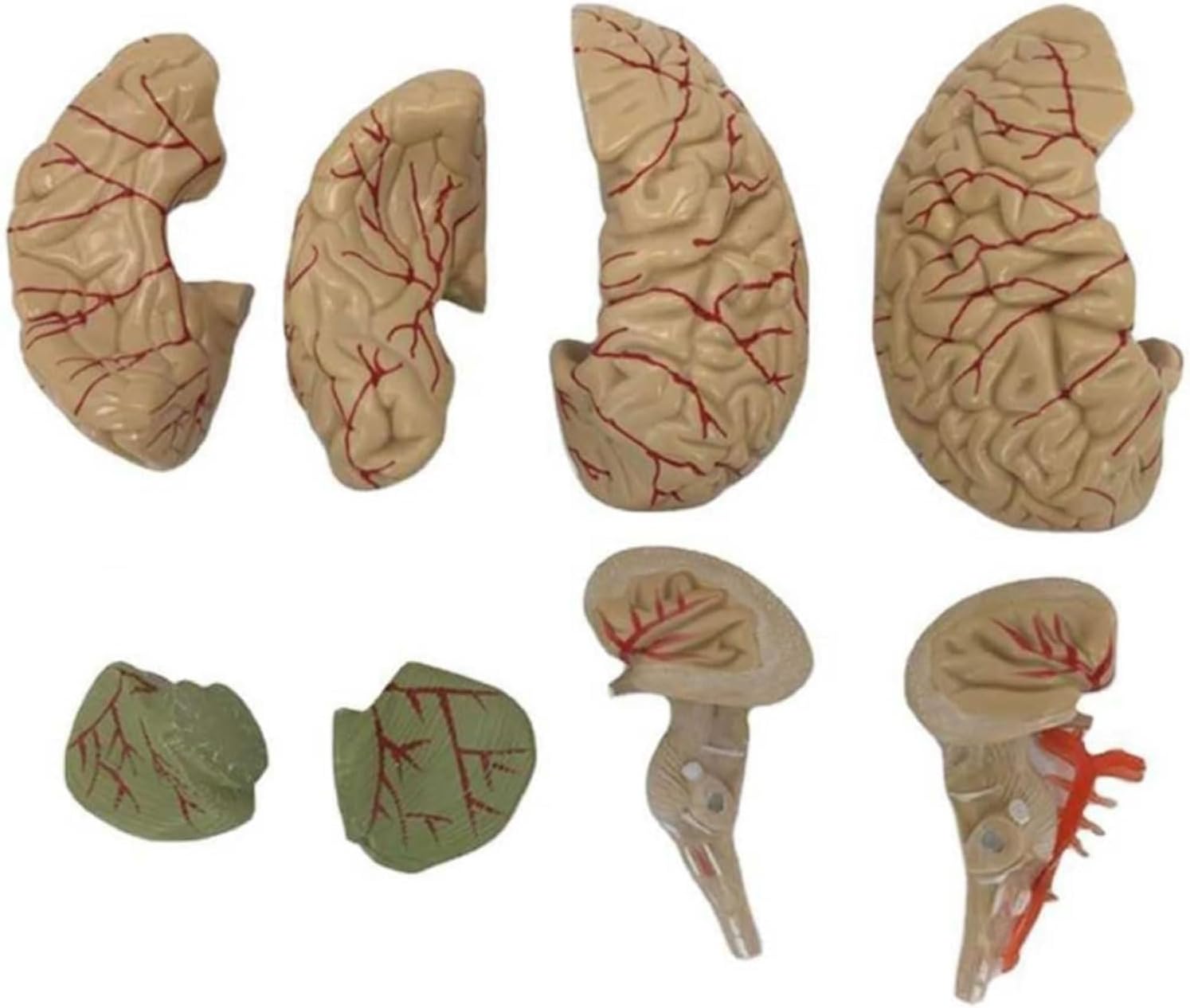 Amazon.com: BYBEST Anatomy Models Brain Anatomy Model Cerebral ...