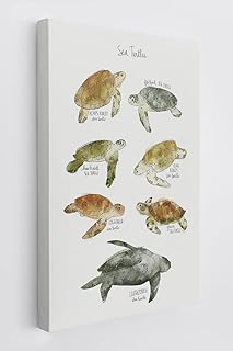 Sea Turtle Shell Colors: What Do They Mean? | PetShun