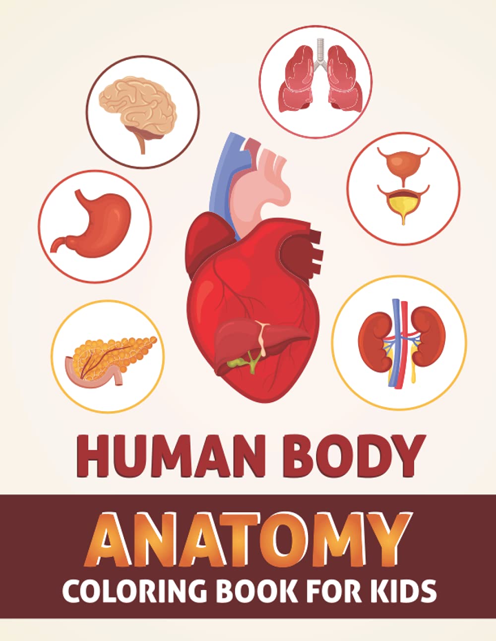 Buy human body anatomy coloring book for students: an Entertaining and ...