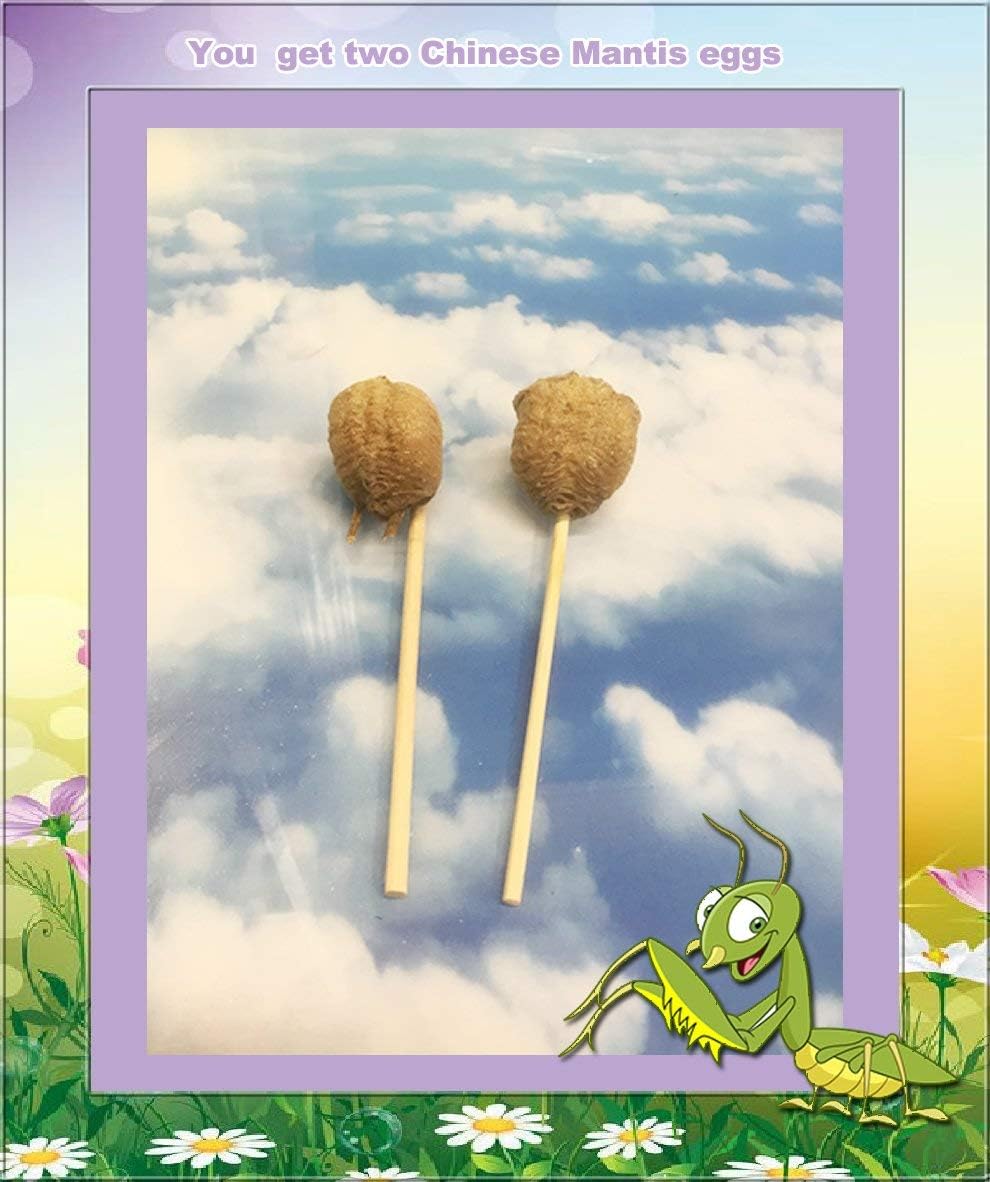 Amazon.com: Chinese Mantis Egg Hatching Kit - 2 Eggs Fresh for The ...