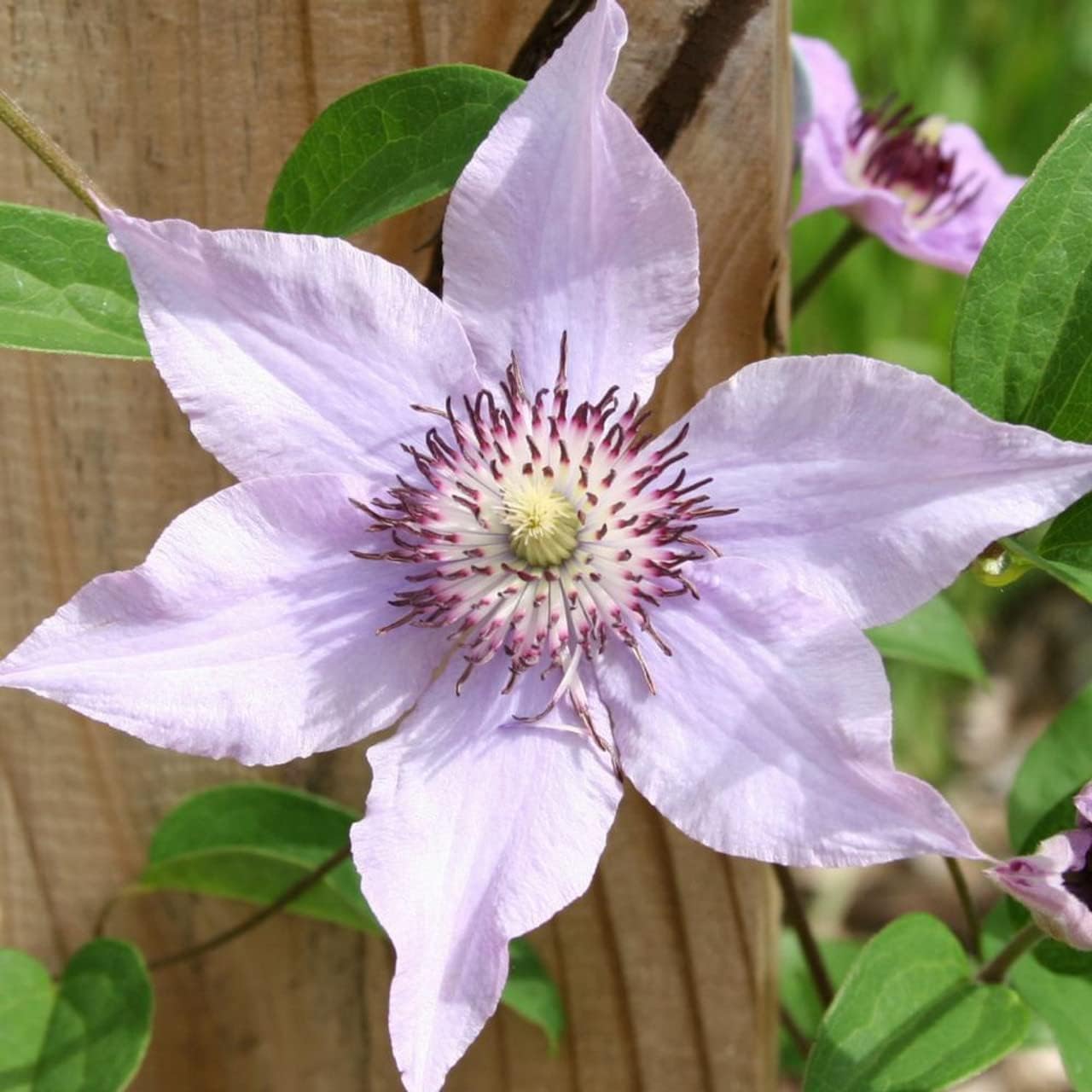 Amazon.com : Clematis Pink Climador - Live Plant in a 4 Inch Growers ...