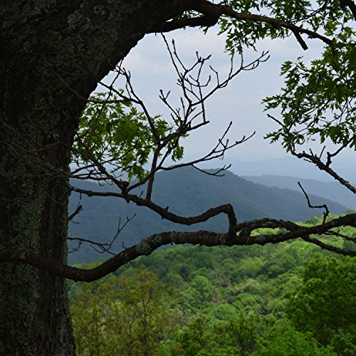 Écouter Improve No. 28,357 par Michael Shimkus sur Amazon Music Unlimited