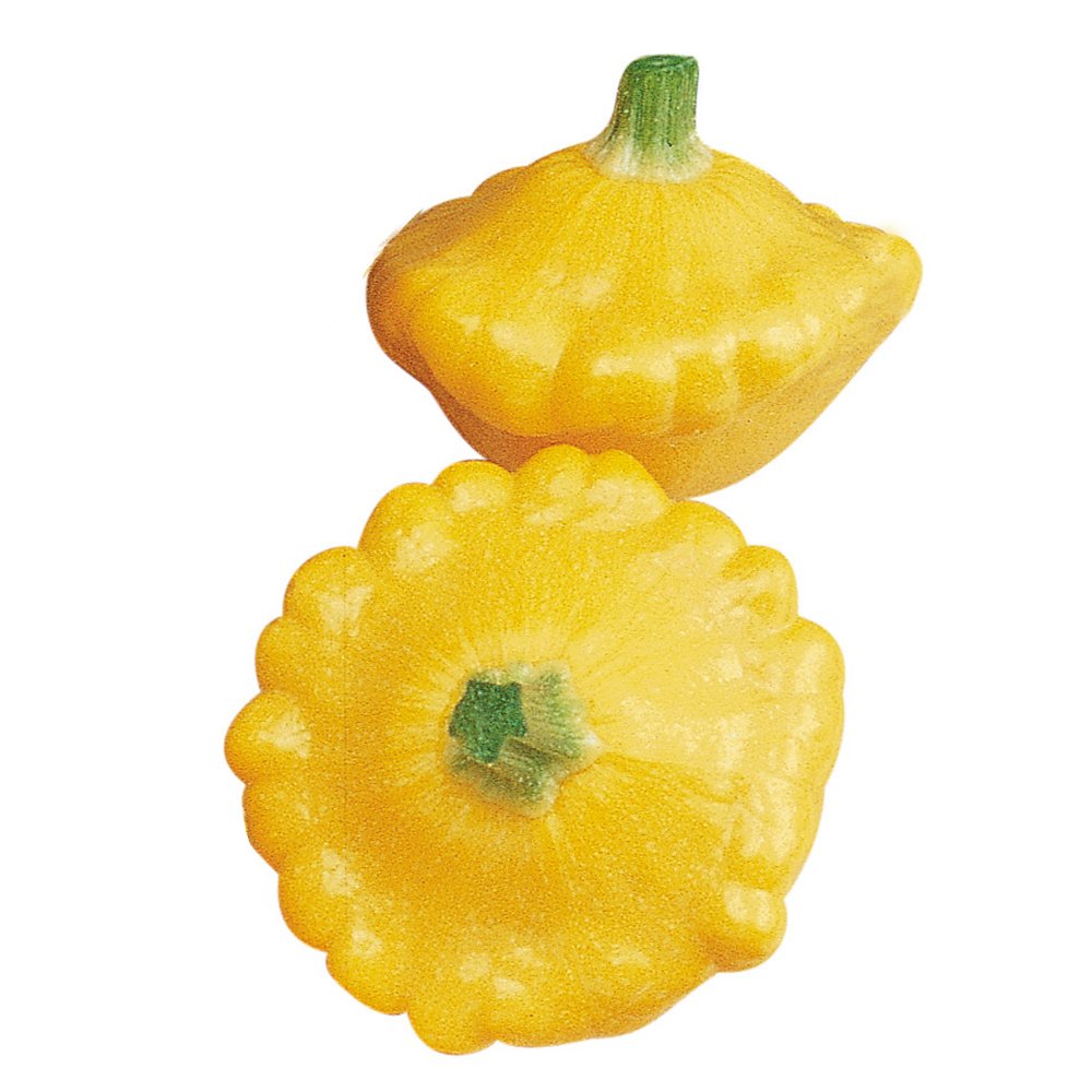Amazon.com : Burpee Sunburst Summer Squash Seeds 25 seeds : Patio, Lawn ...