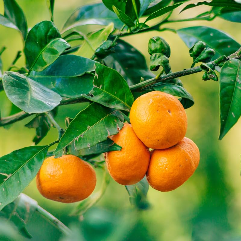 Buy Ponkan Mandarin Tree, Ponkan Orange Mandarin Tree, Ponkan Mandarin ...