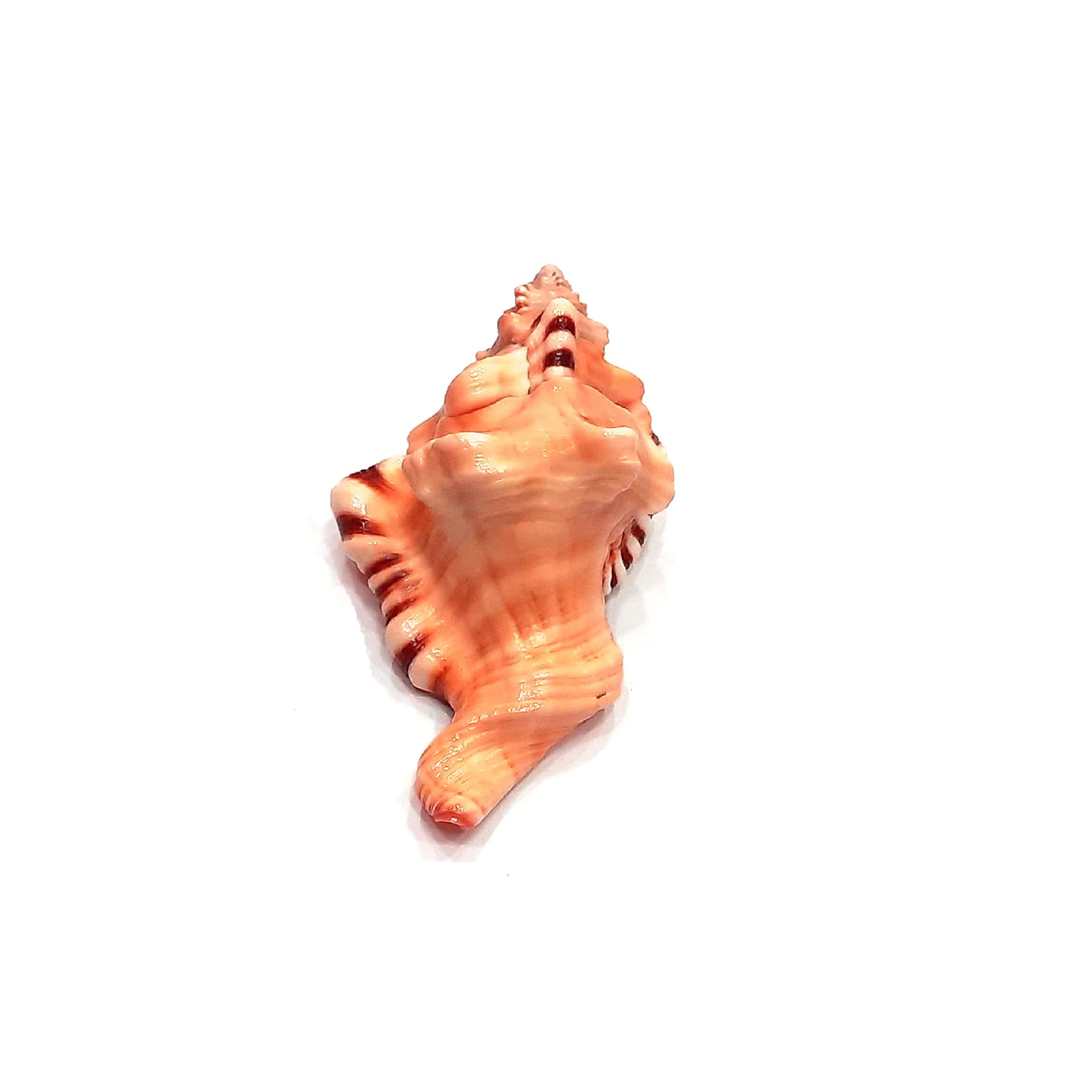 Buy MITAKSI Crafts Ganesh Lakshmi Shankh Shell Conch (Size 7 to 12 cm ...