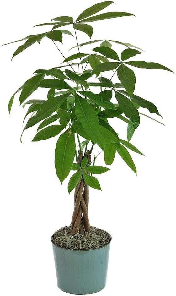 Amazon.com : American Plant Exchange Money Tree Easy-to-Grow Live Plant ...