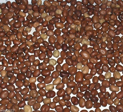 Amazon.com : 100 Bakela Fava Bean, (Vicia Faba) Aka,bakela / Ethiopian ...