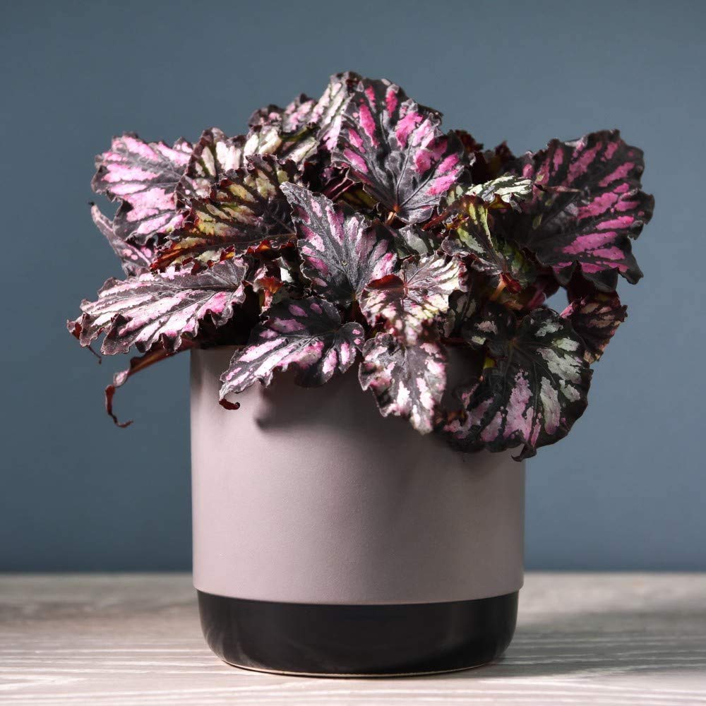 Buy Begonia rex ‘Helen Teupel’ House s with Modern Two Tone Black and ...