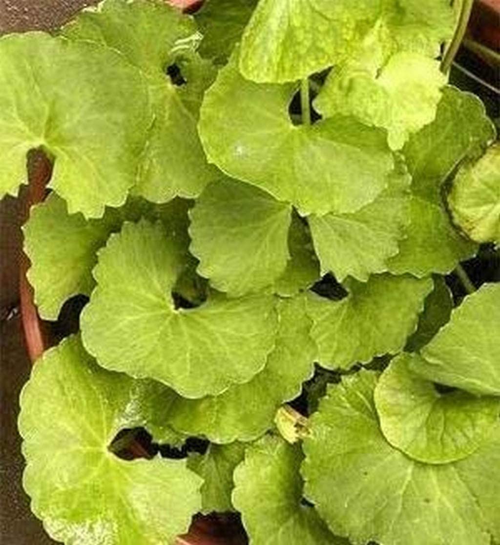 Buy OhhSome Centella Asiatica,Indian Penny Wart (Vallarai Keerai ...