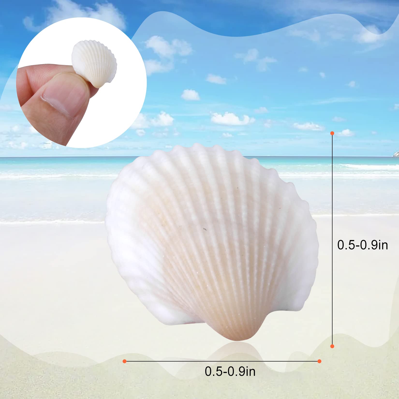 Snapklik.com : PPCLION 1000pcs Natural Tiny Small Sea Shells White Clam ...