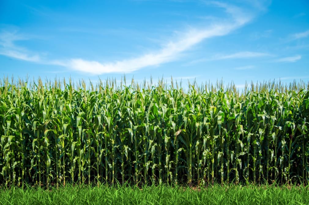 Amazon.com : AOFOTO 8x6ft Cornfield Backdrop Corn Field Themed Party ...
