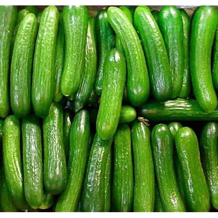 Amazon.com : US Grown! 40+ Persian Beit Alpha (a.k.a. Lebanese ...