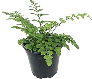 Amazon.com : Austral Gem Fern - Live Plant in a 6 Inch Pot - Asplenium ...