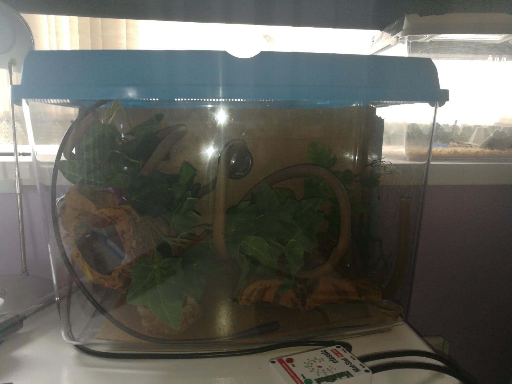 Other Pet Keeper Plastic Tank Xlge, Clear : Amazon.co.uk: Pet Supplies