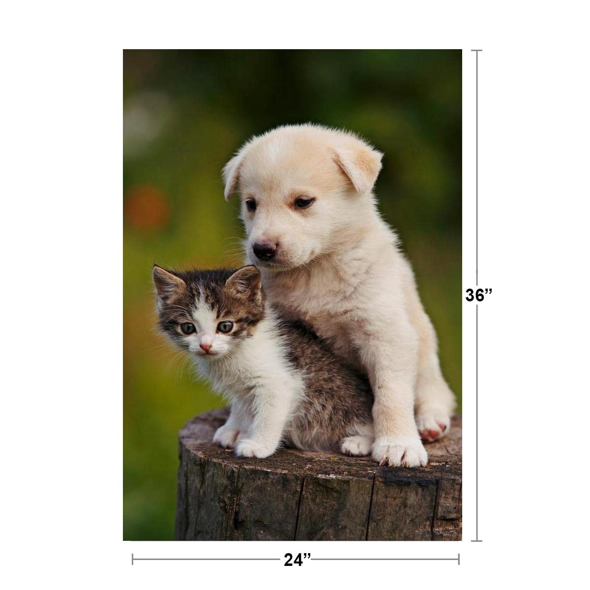 Very Cute Kittens And Puppies