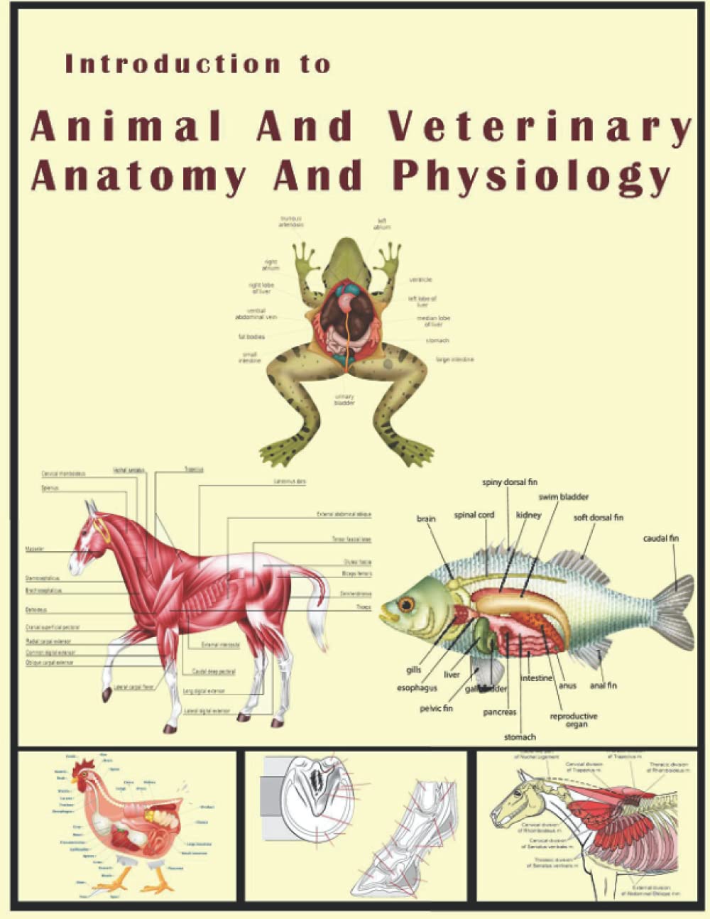 Buy Introduction to Animal and Veterinary Anatomy and Physiology ...