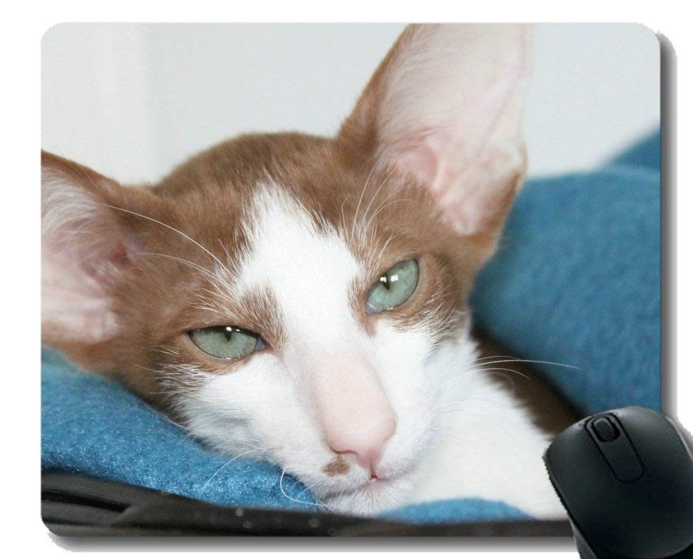 Tired Kitten Computer