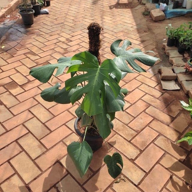 Exotic Monstera Deliciosa with 3 Ft Moss Stick in 10 Inch Live Indoor ...