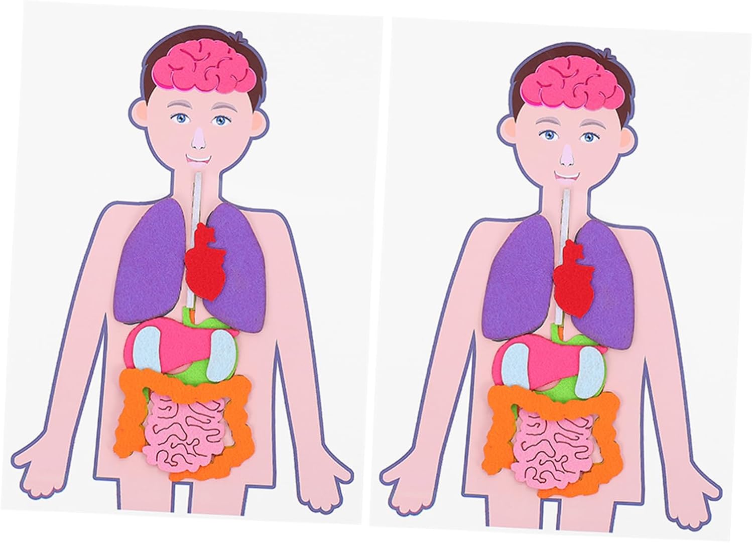 Amazon.com: 2 Sets Children's Human Body Teaching aids Body Parts ...