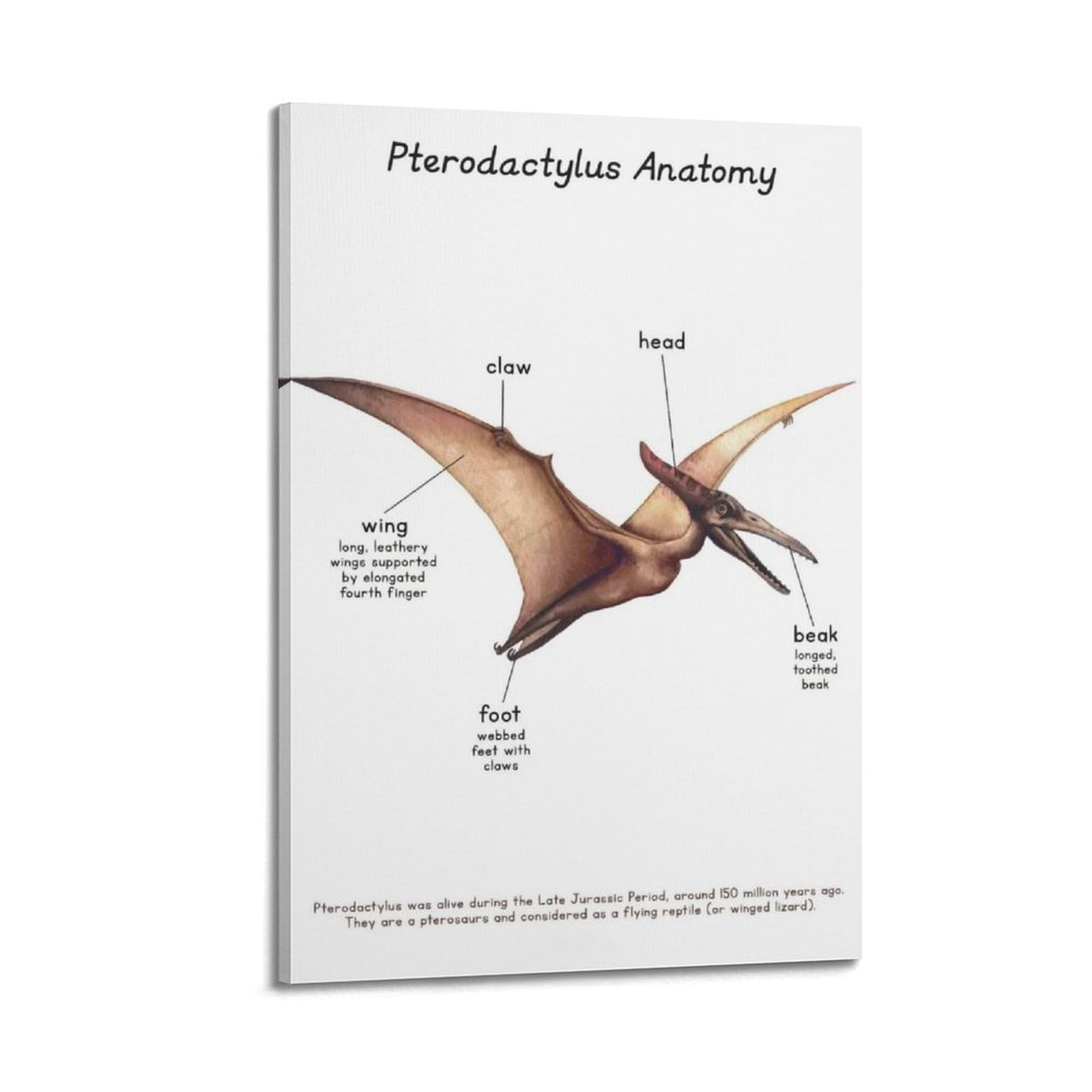 Pterodactyl Anatomy