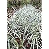 Amazon.com : Aztec Grass - 15 Live Plants - Variegated Liriope ...