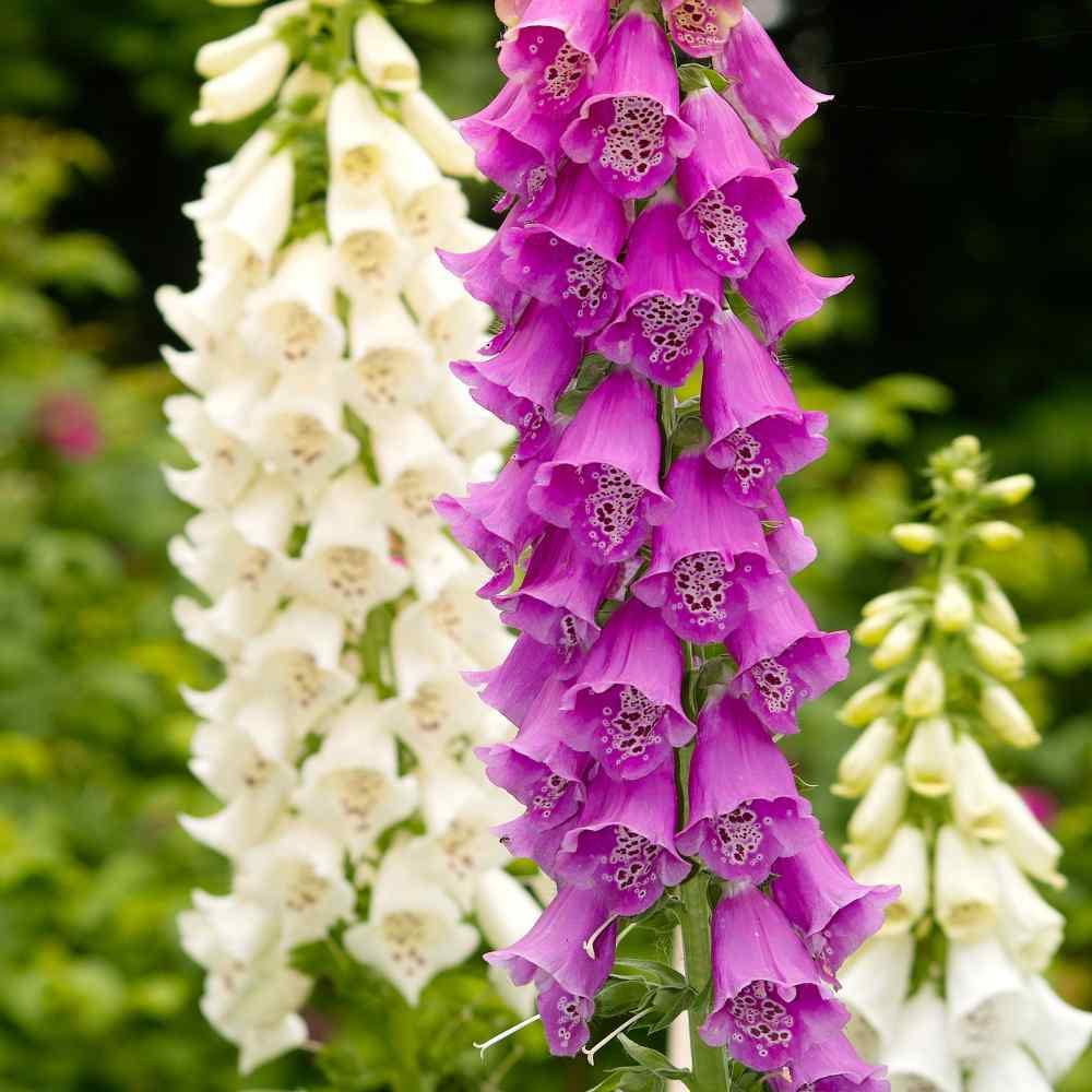 Amazon.com : Outsidepride 10000 Seeds Biennial Digitalis Foxglove ...