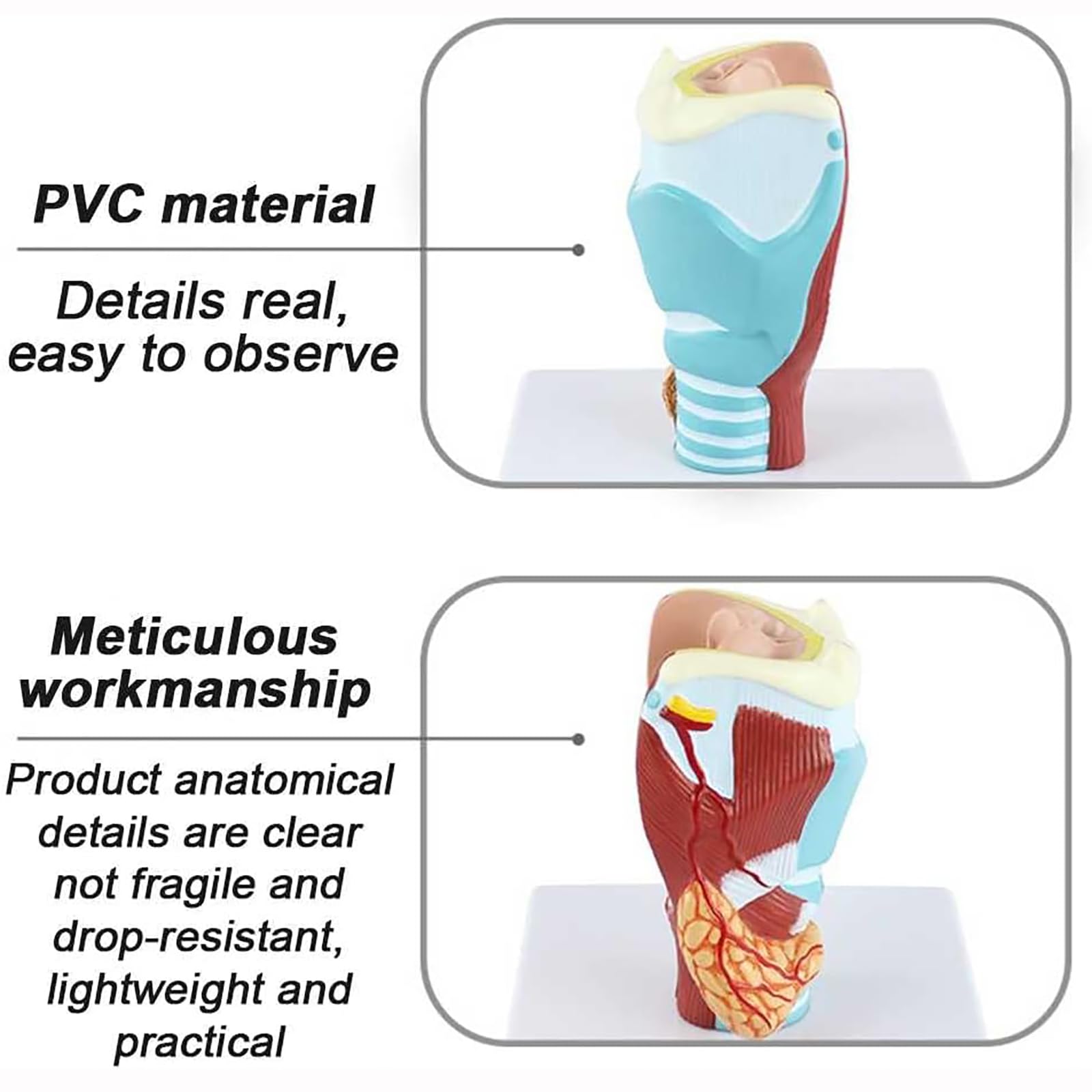 Larynx Anatomy 3d 3D Anatomy Lyon: The Hyoid Bone And Cartilages Of