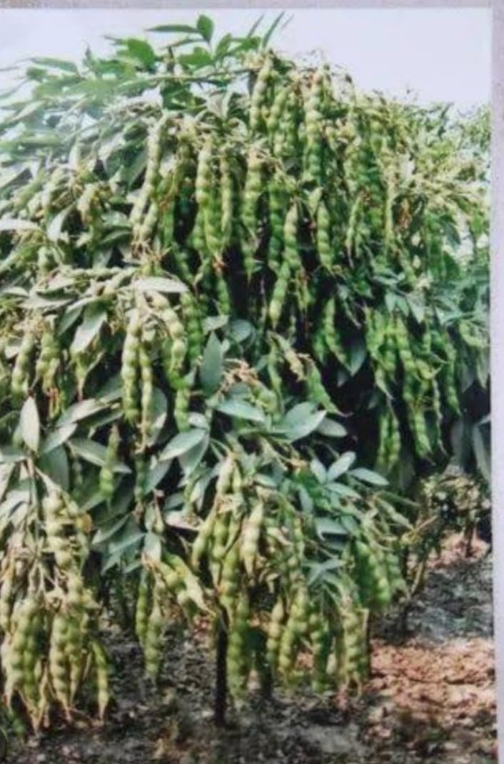 Red Gram Seeds Variety