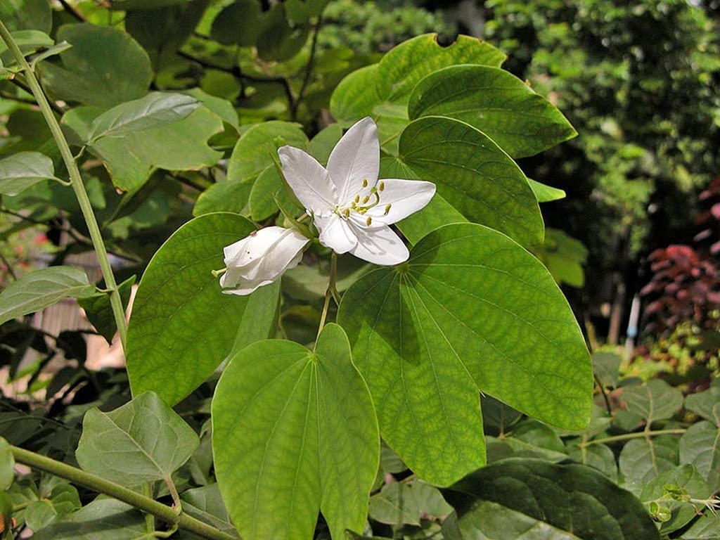 Creative Farmer Vella Mandaram (Bauhinia Acuminata) Live Dwarf Plant ...