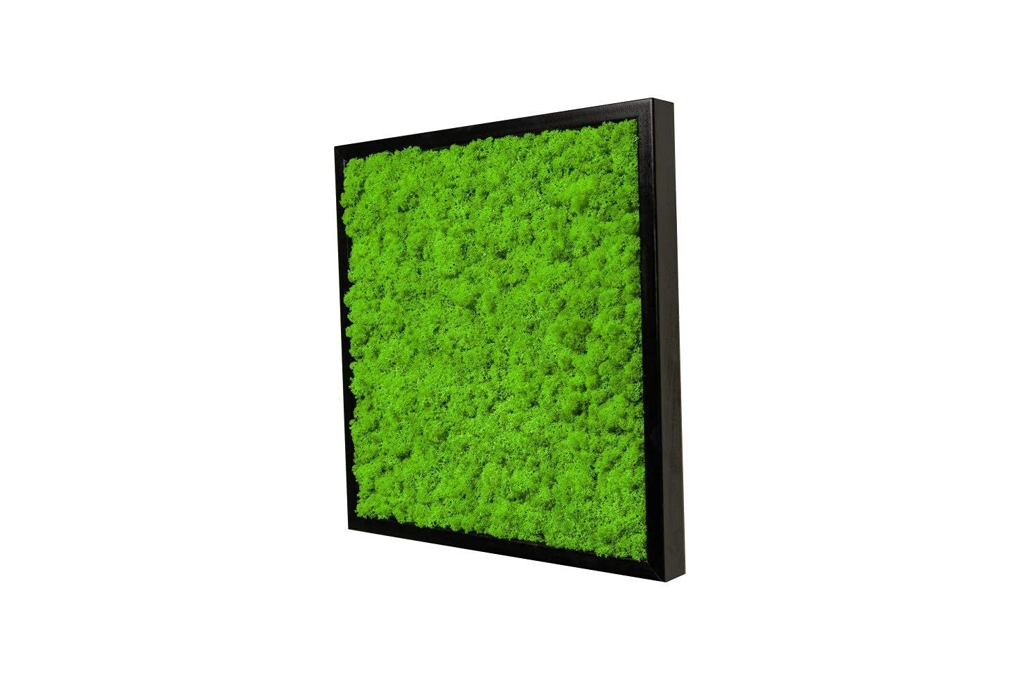 Islandmoosbild Moosbild Islandmoos Rentiermoos Moos Moosbilder Wandbild ...