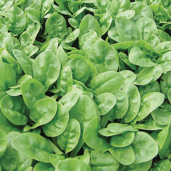 M-Tech Gardens New Rare Hybrid Palak Spinach " David Domoney " Exotic ...