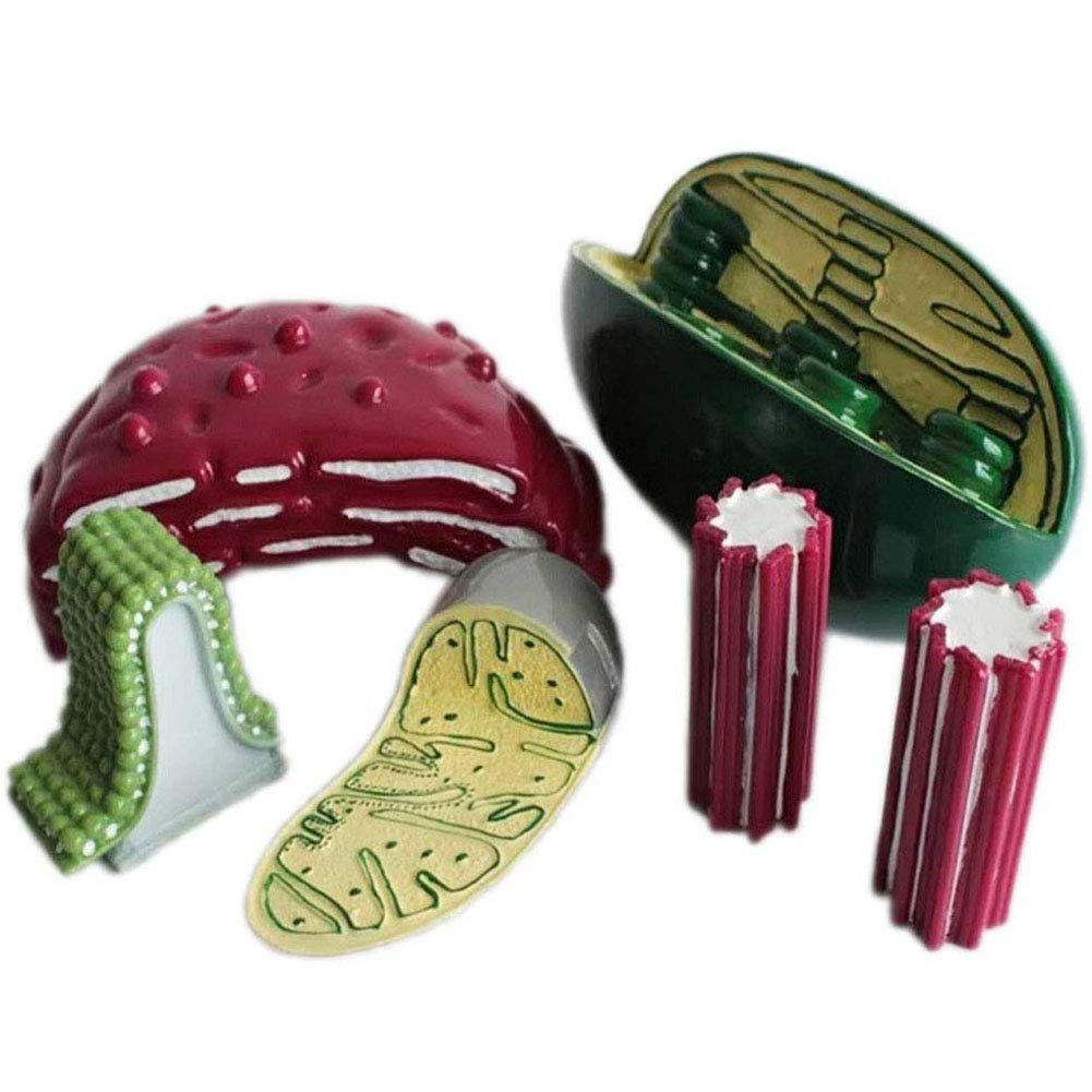 Buy HYCy Model of Organelle Structure, Model of The Organelle ...